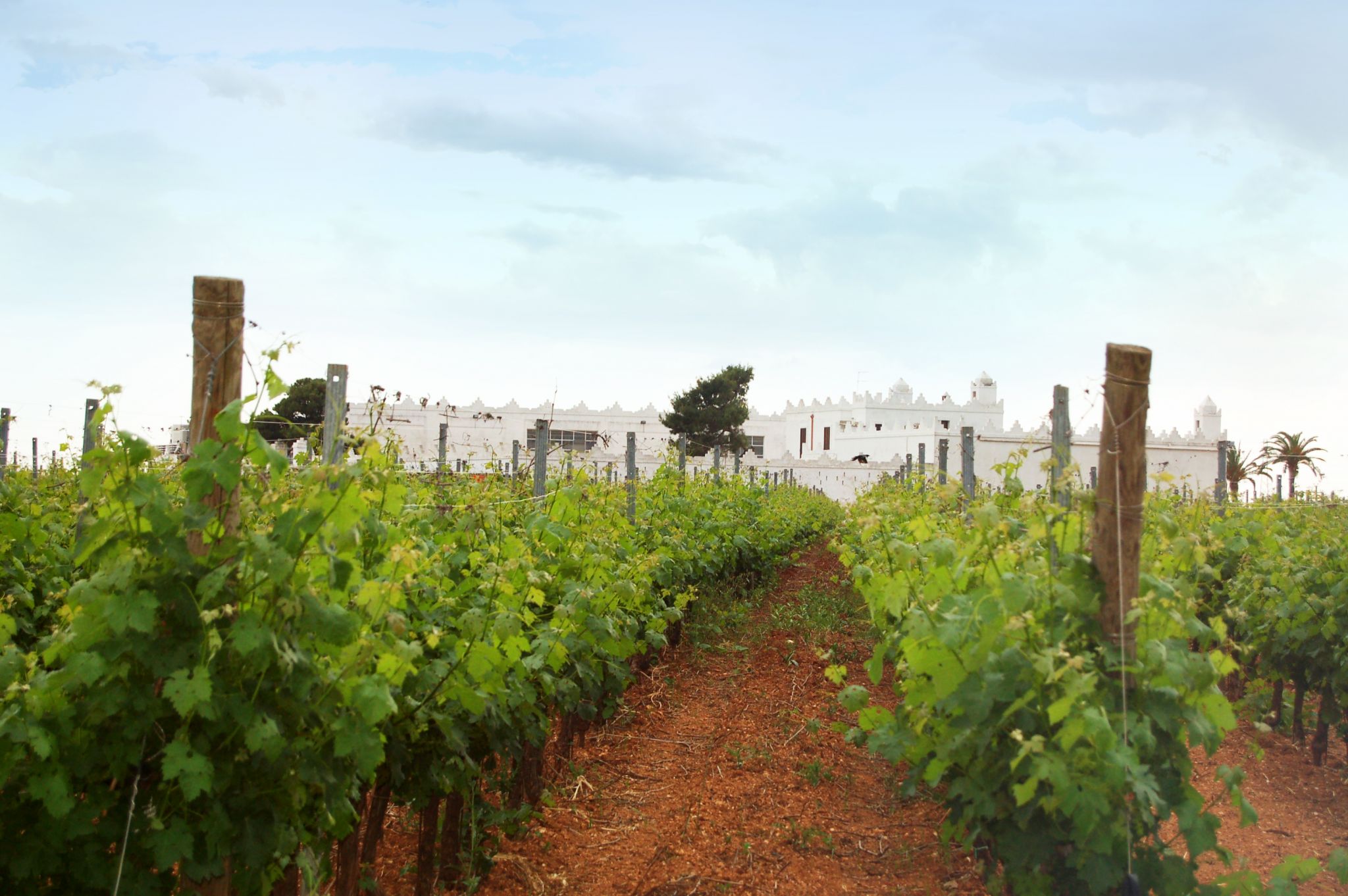 Masseria Surani Primitivo Cabernet 2020